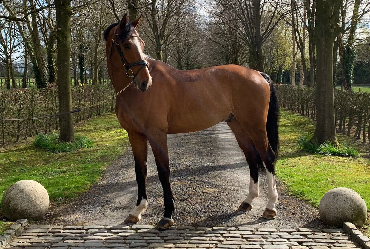 KENSINGTON – Derryglen Stud